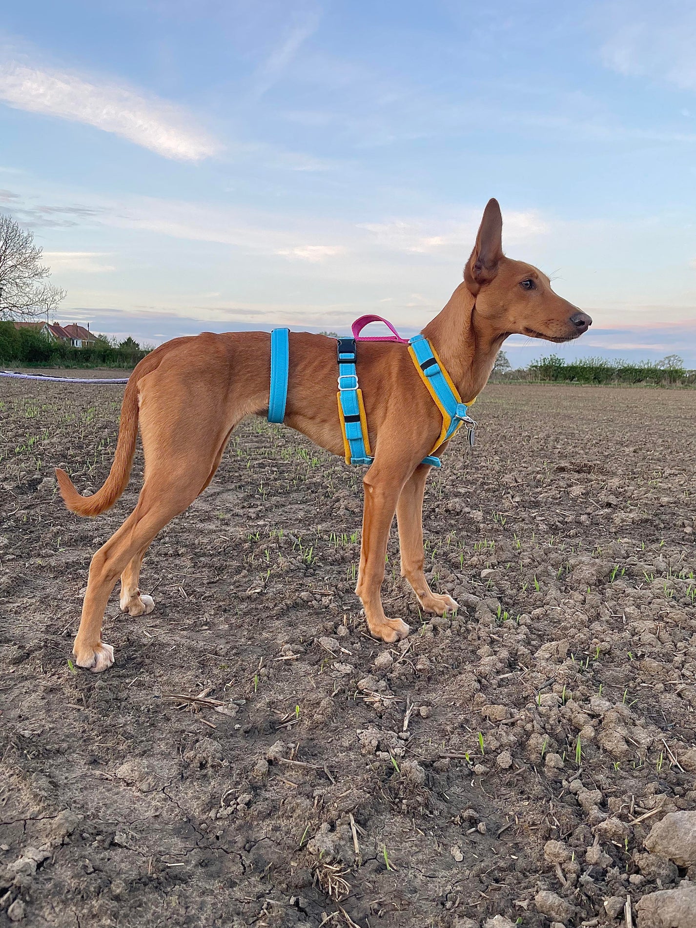 Hope For Podencos Houdini harness – Indi-Dog